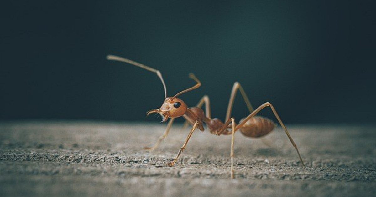 The Trouble with Giant Ants: Scaling up… | Bradford Research School