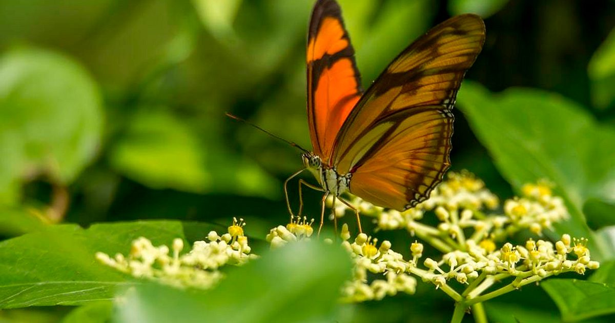 Effective Feedback – Austin’s butterfly… | Sandringham Research School